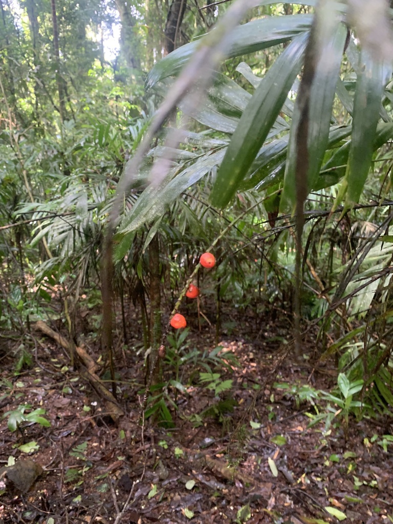 Walking stick palm from Dorrigo National Park, Dorrigo Mountain, NSW, AU on March 30, 2024 at 12 ...