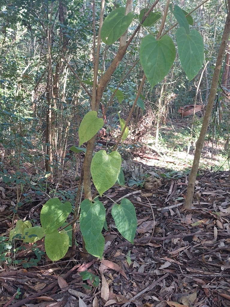 Monkey's comb from Wahroonga NSW 2076, Australia on March 30, 2024 at ...