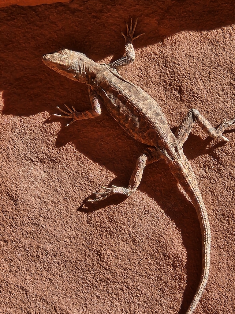 Ornate Tree Lizard from Page, AZ 86040, USA on 29 March, 2024 at 09:39 ...