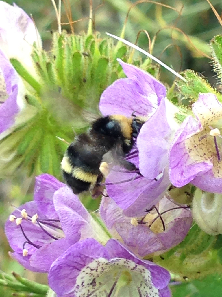 Van Dyke's Bumble Bee (Mount Rainier National Park Pollinator Guide 🐝 🦋 ...