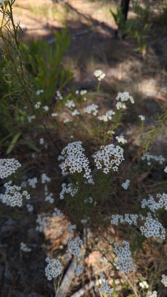sand ixodia from Anglesea Heath, Surf Coast - West, AU-VI, AU on 30 March, 2024 at 03:20 PM by ...