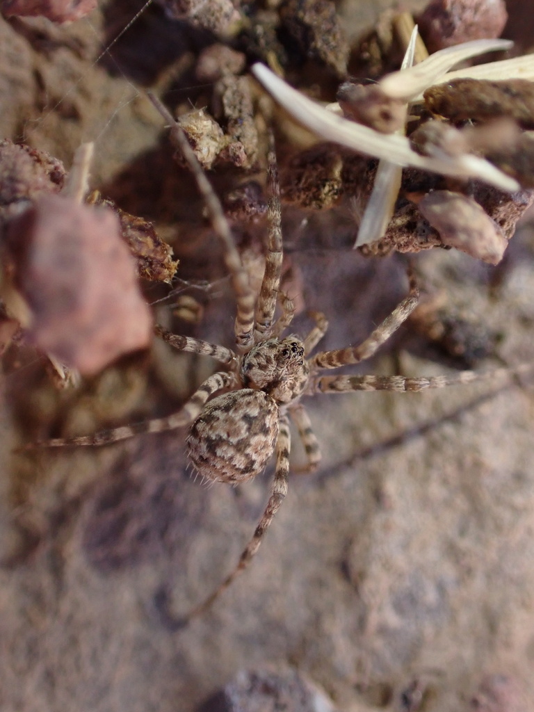 Stone Two-tailed Spiders from Khorasan Ostan-e, IR on March 29, 2024 at ...