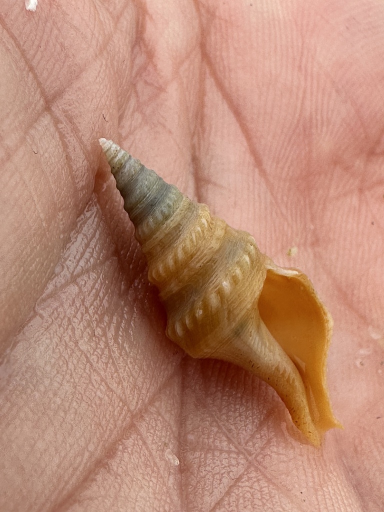 Java Turrid Snail from Batu Feringghi Beach, Penang, MY on March 30 ...