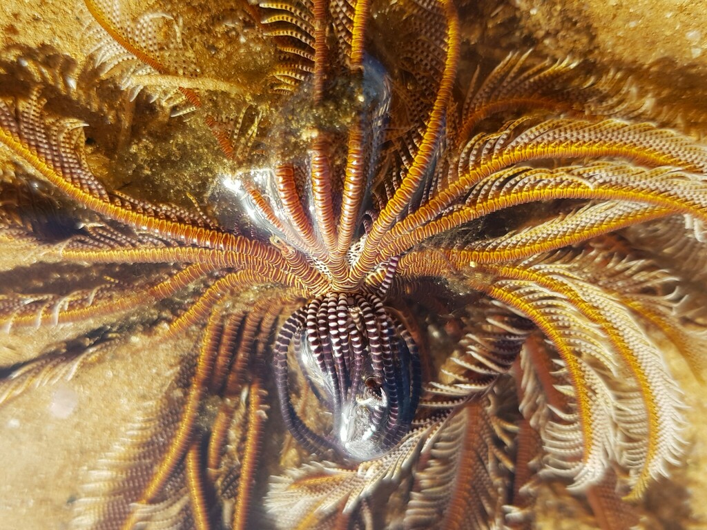 Feather Stars from Port Hedland WA, Australia on March 16, 2024 at 08: ...