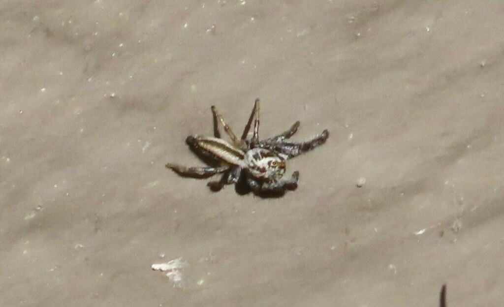Pungalina plurilineata from Coomba Park NSW 2428, Australia on March 30 ...