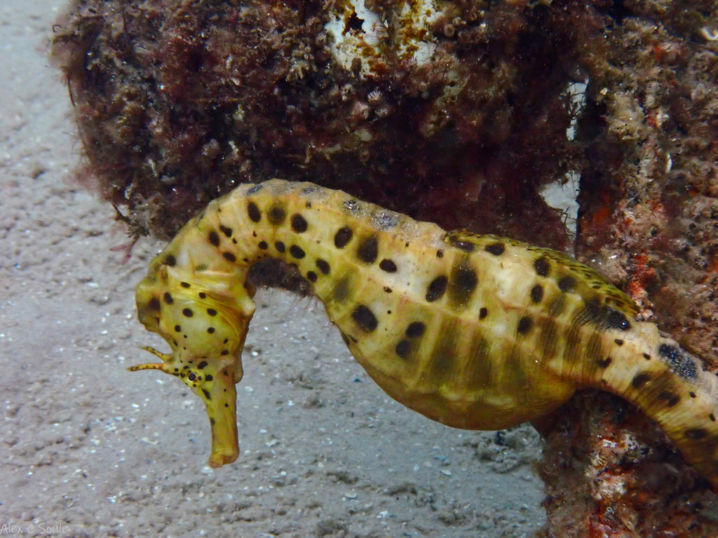 Bigbelly Seahorse from Frankston - West, AU-VI, AU on March 30, 2024 at ...