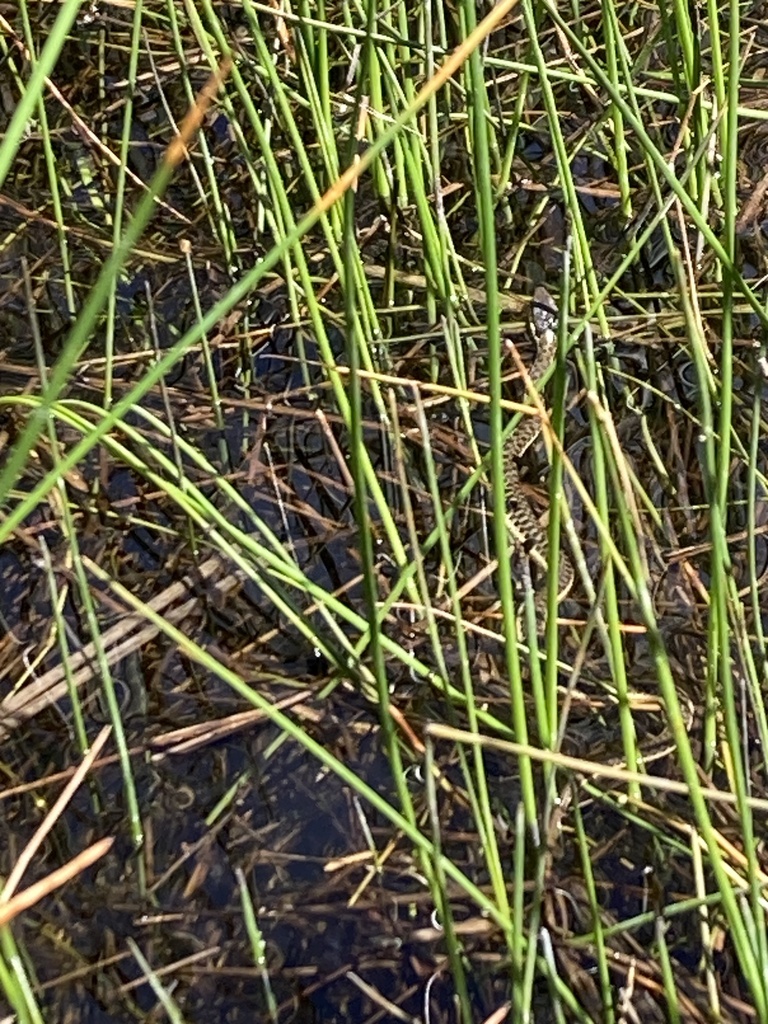Two-striped Garter Snake in March 2024 by Esther Feldman · iNaturalist