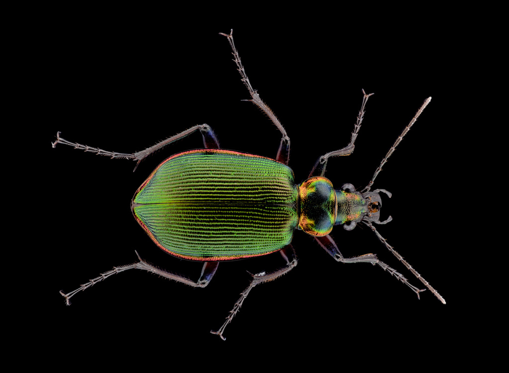 Wilcox's Caterpillar Hunter in March 2024 by Ben Gruver. First Calosoma ...