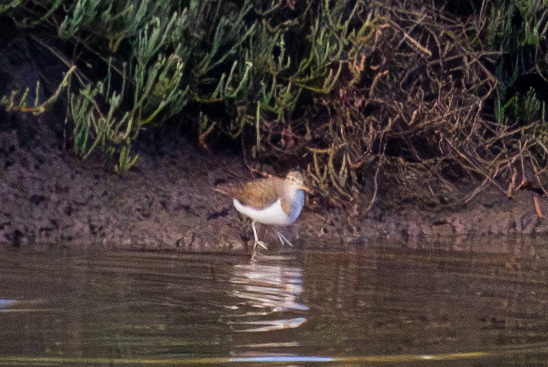 Common Sandpiper from Onkaparinga River Recreation Park, SA, Australia ...