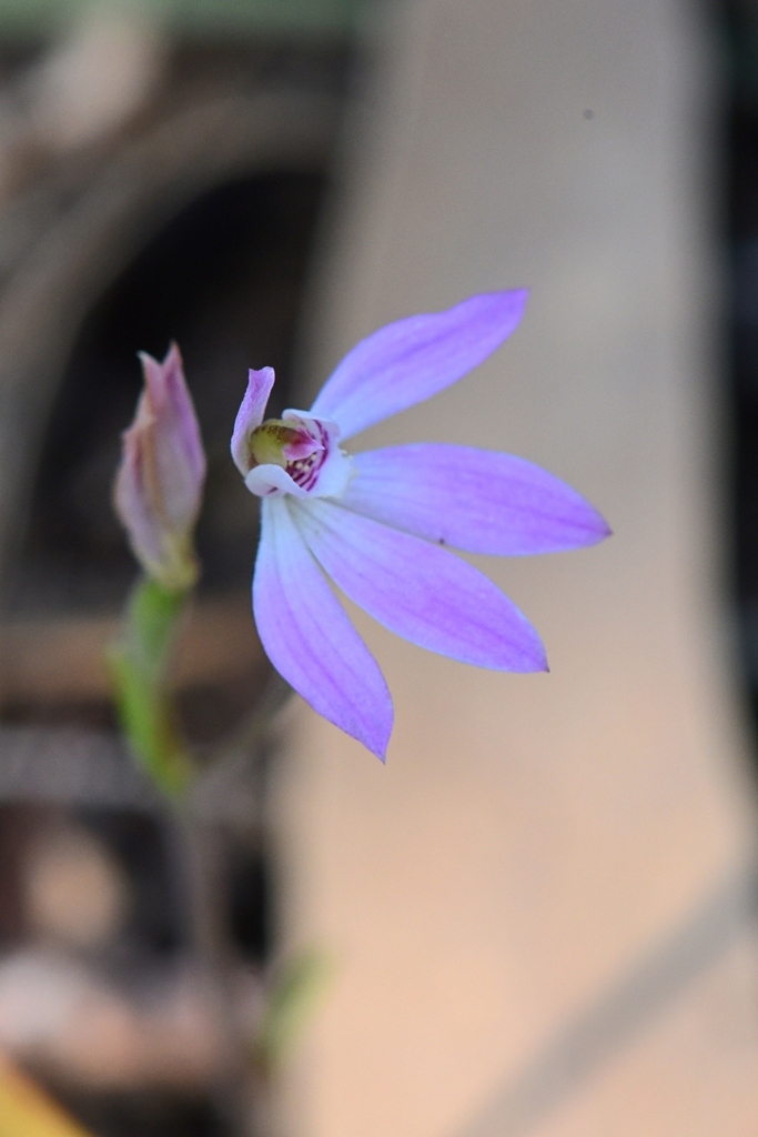 Pink Lady Fingers from Deep Lead VIC 3385, Australia on October 10 ...