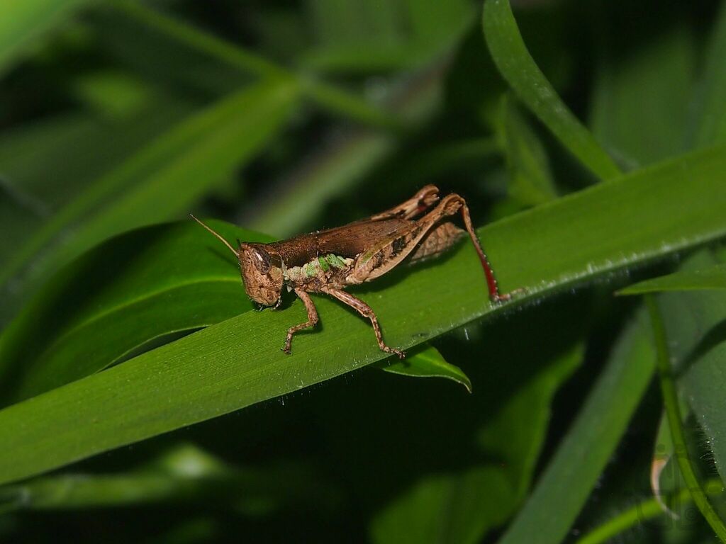 Short-winged Rice Grasshopper from Sui Lau Tin, Hong Kong on March 29 ...