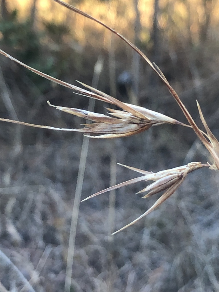 Kangaroo Grass from Wangoom-Warrumyea Rd, Warrnambool, VIC, AU on March ...