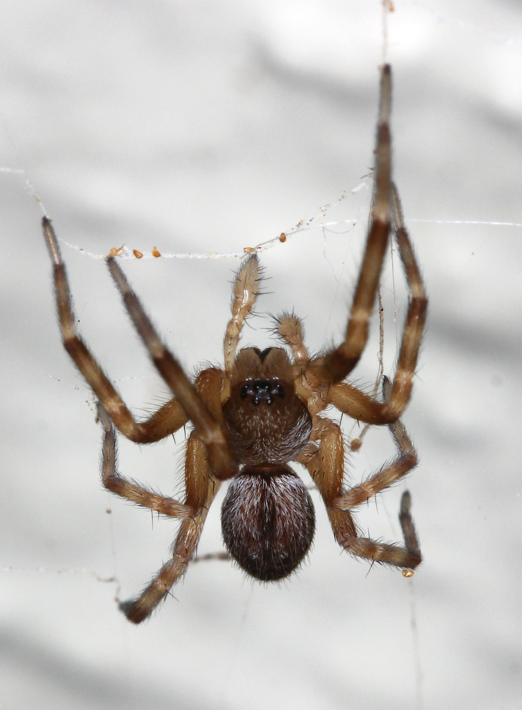 Grey House Spider from Coffs Harbour NSW, Australia on October 30, 2014 ...