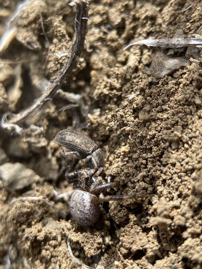 Snout and Bark Beetles from Thompson-Nicola, BC, CA on March 29, 2024 ...