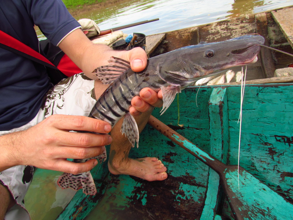barred sorubim (Pseudoplatystoma fasciatum) - Marine Life Identification