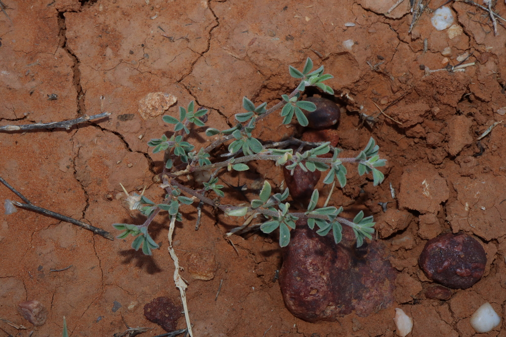 Lotus cruentus from Fowlers Gap NSW 2880, Australia on March 22, 2024 ...