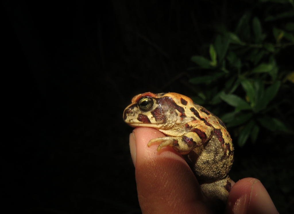 Eastern Leopard Toad from Kou-Kamma, South Africa on March 29, 2024 at ...