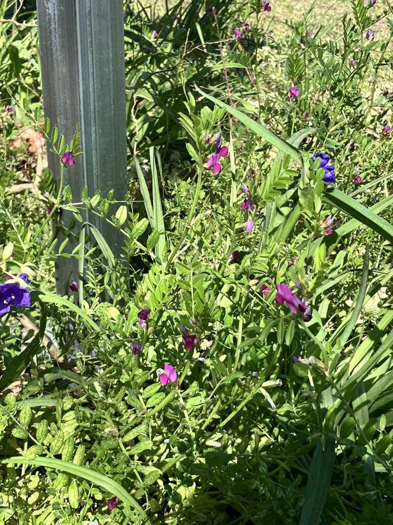 Common Vetch in March 2024 by pitt_nc. ecoEXPLORE Username: mantis ...