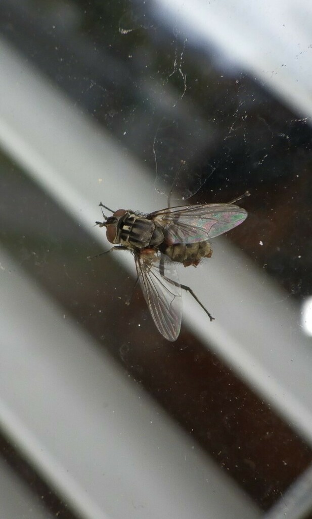 Stable Fly from Kaiapoi, New Zealand on March 30, 2024 at 12:29 PM by ...