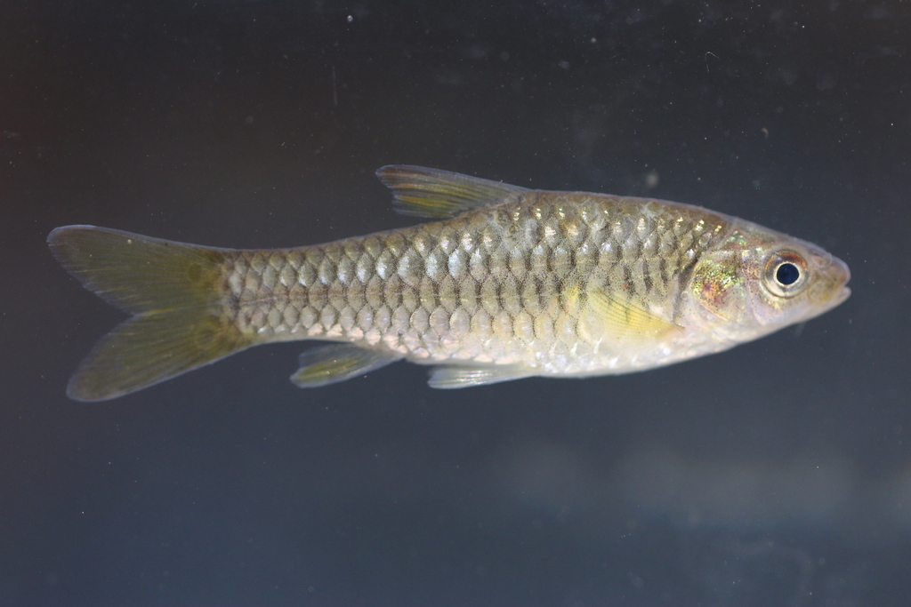 (Enteromius foutensis) - Marine Life Identification