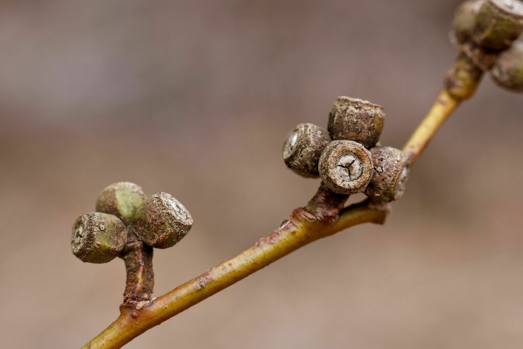 Long-leaved Box from Ararat VIC 3377, Australia on March 27, 2024 at 11 ...