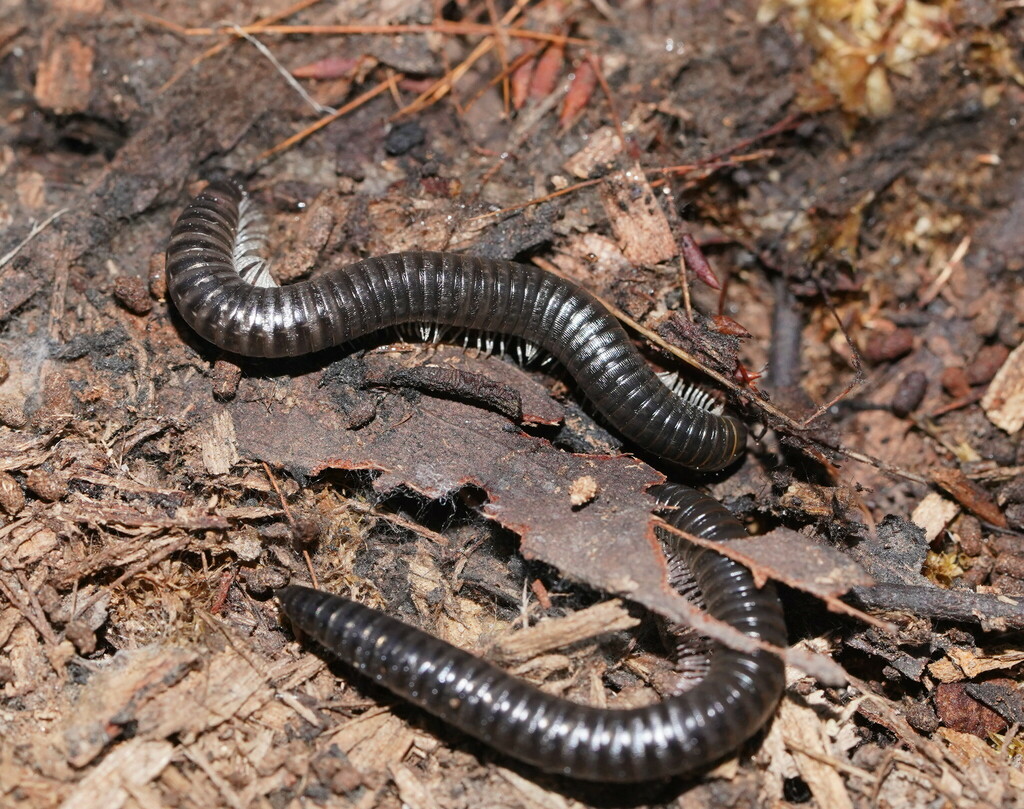 Portuguese Millipede from Limestone VIC 3717, Australia on March 28 ...