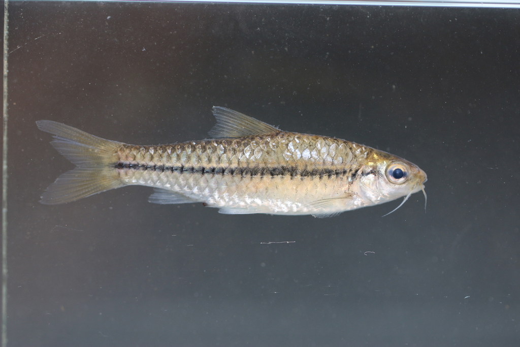 Enteromius punctitaeniatus from Koinadugu, Sierra Leone on February 26 ...