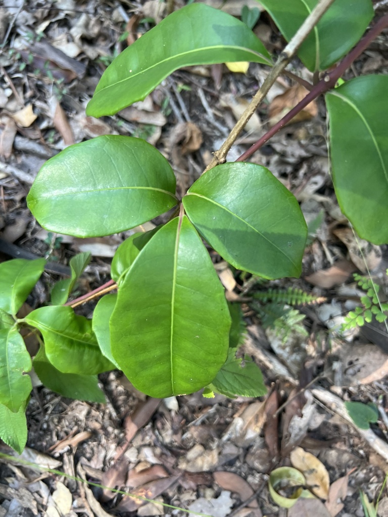 Native Grape from Weston Street Bushland, Yattalunga, NSW, AU on March ...