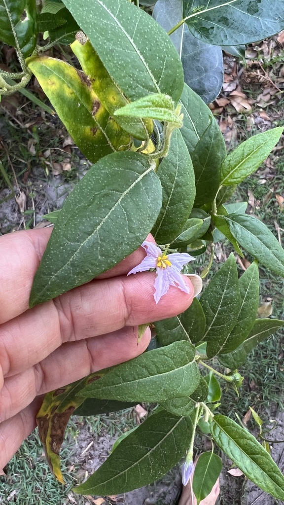 devil's needles from Booderee National Park, Wreck Bay, Jervis Bay ...
