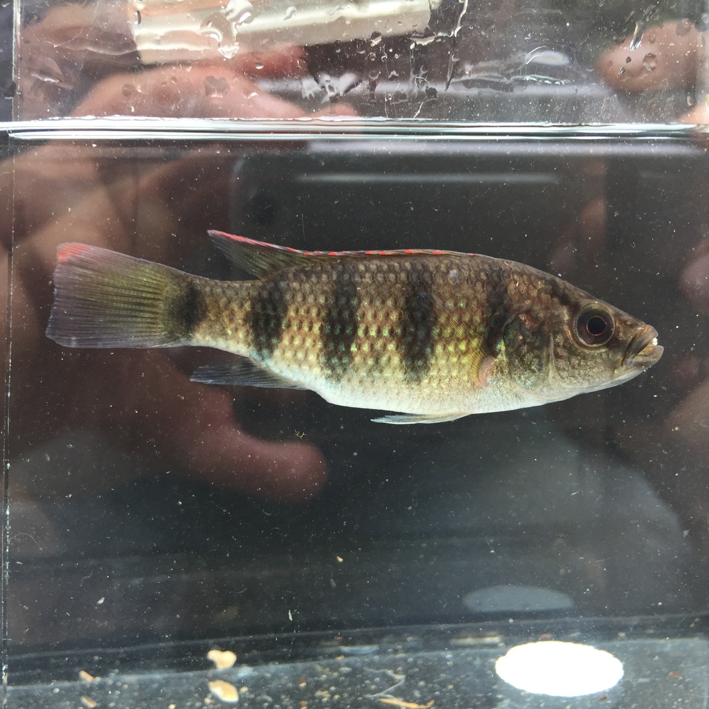 Banded Jewelfish from Kono, Sierra Leone on February 28, 2018 at 03:58 PM by Gina Walsh ...