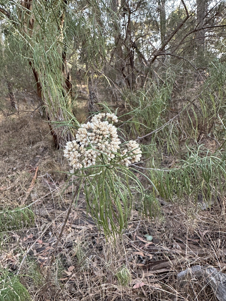 Shiny Cassinia from La Trobe University, Bundoora, VIC, AU on March 29 ...