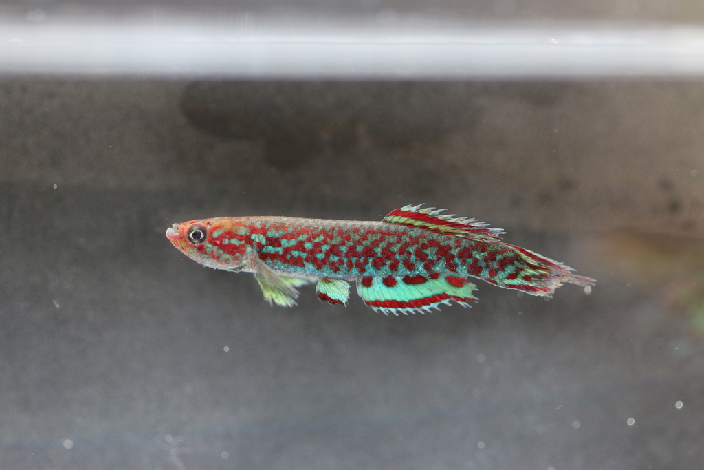 Scriptaphyosemion wieseae from Koinadugu, Sierra Leone on March 2, 2018 ...