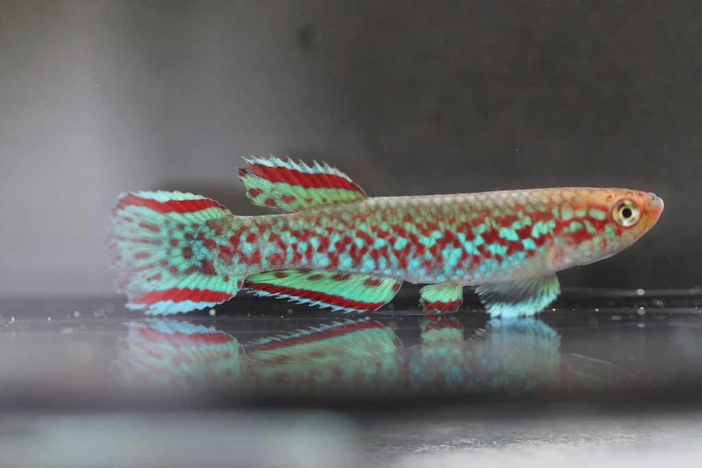 (Scriptaphyosemion bertholdi) - Marine Life Identification