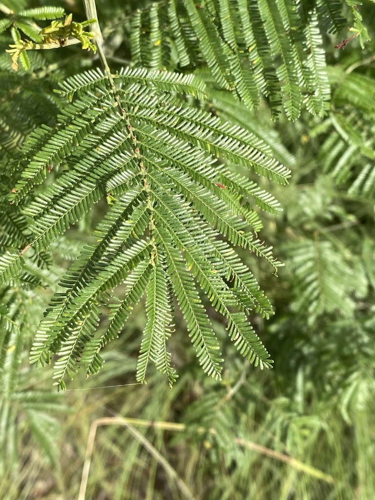 black wattle from Jindalee Cr, O'Malley, ACT, AU on February 6, 2024 at ...