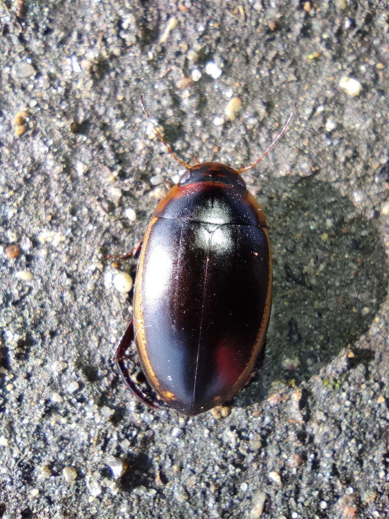 Hydaticus seminiger from Powiat gostyniński, Polska on March 3, 2024 at ...