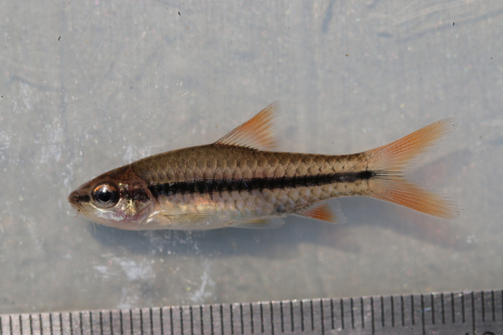 Enteromius bigornei in February 2018 by Gina Walsh · iNaturalist