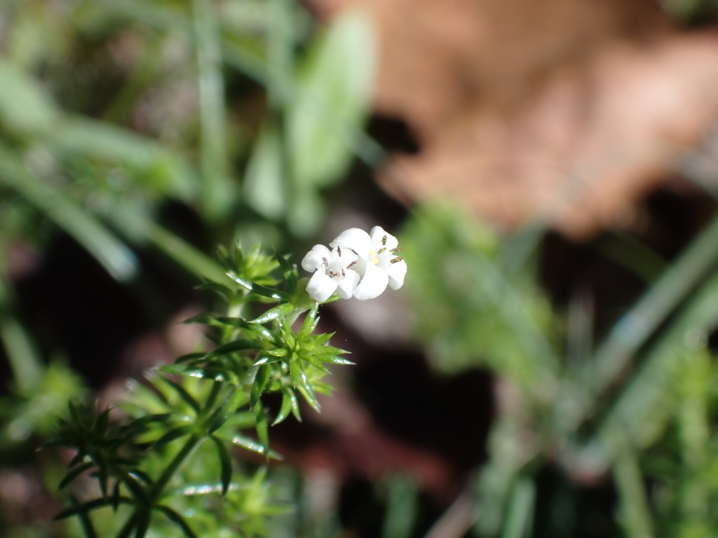 Common Woodruff from Ruby Creek Mine Walking Track, Mount Werong NSW ...
