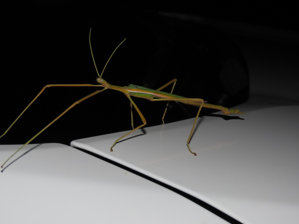 Sjöstedt's Graceful Stick Insect from Quilpie QLD 4480, Australia on ...