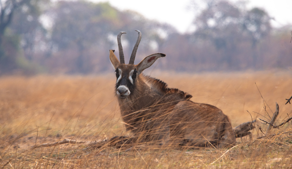 Southern Roan Antelope from Mufumbwe, Zambie on August 16, 2023 at 01: ...