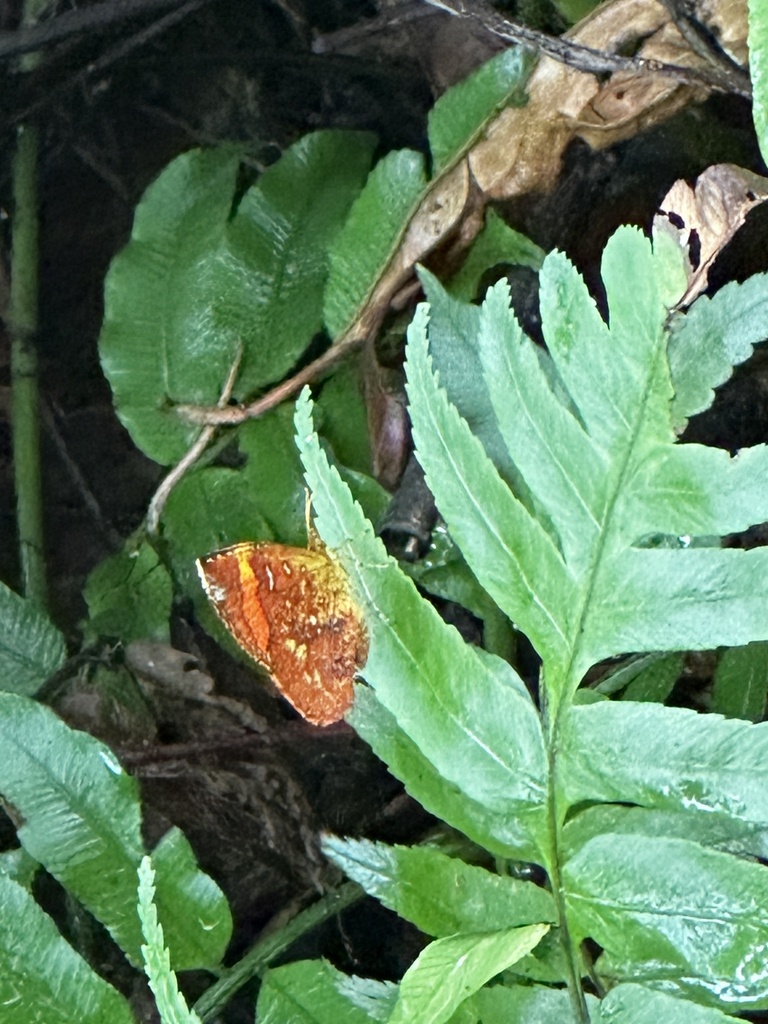 Callidula from 臺灣島, 文山區, TPE, TW on March 30, 2024 at 11:56 AM by ...