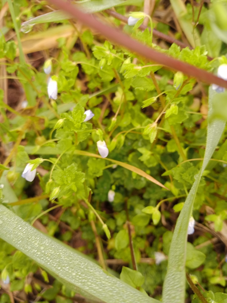 bird's-eye speedwell from Le Lorday, 25550 Bavans, Франція on 30 March ...