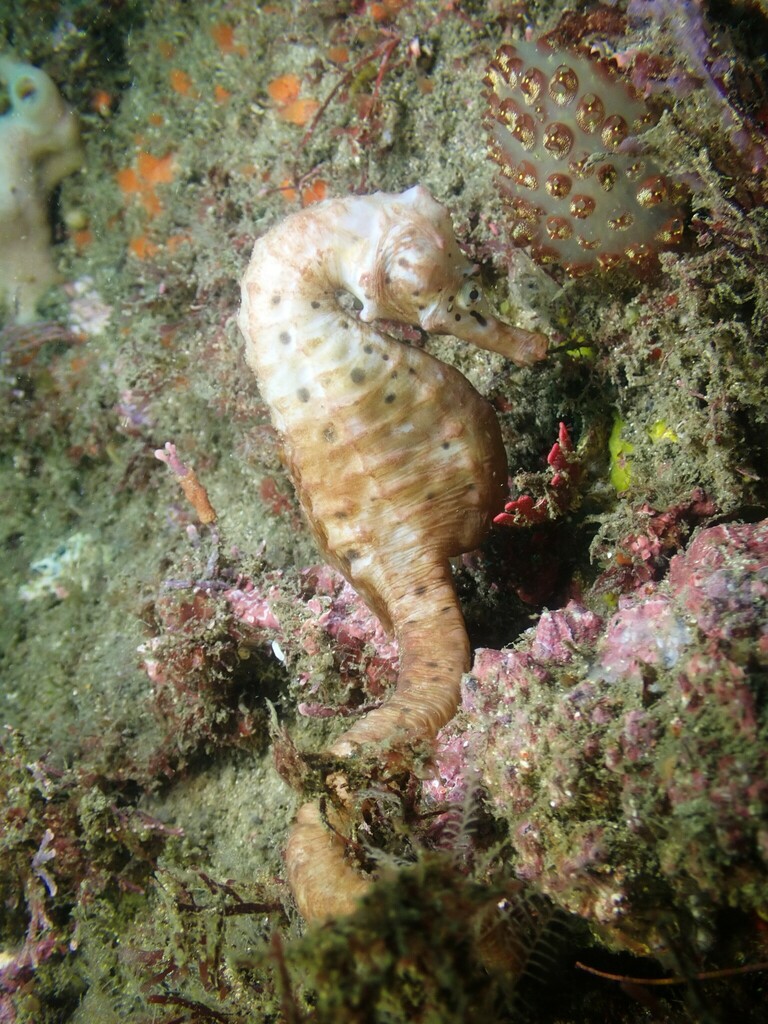 Bigbelly Seahorse from Kurnell, The Steps on March 30, 2024 at 07:33 AM ...