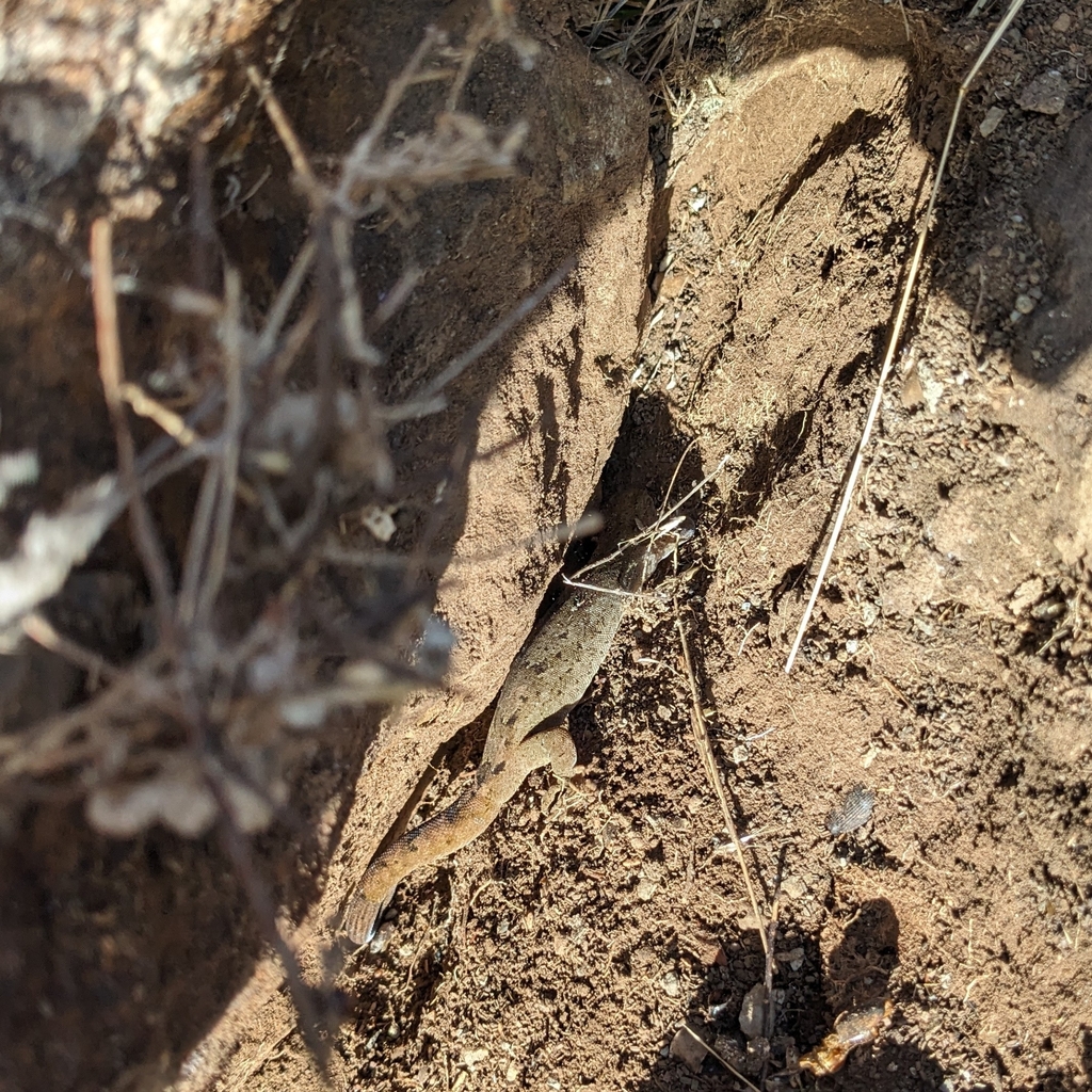 Waitaha Gecko in March 2024 by Dustin. Under slab of rock; had to be ...