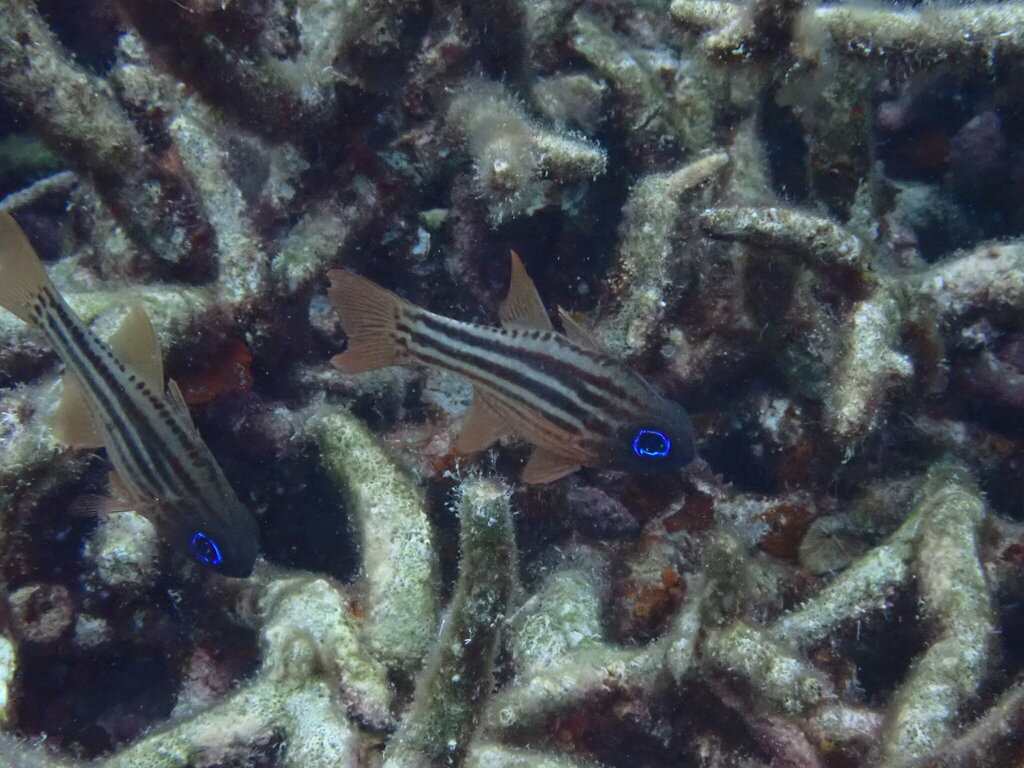 Blue-eye Cardinalfish from Bau-Bau City, South East Sulawesi, Indonesia ...