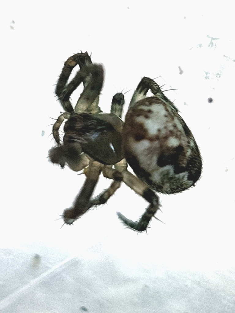 Eastern Bush Orbweaver from Blairgowrie VIC 3942, Australia on March 27 ...