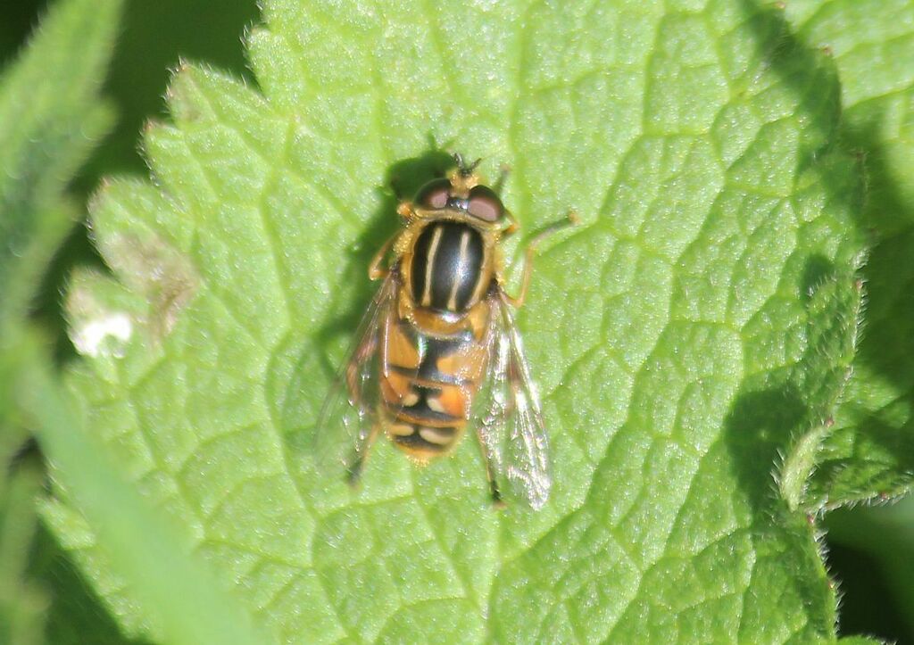 Sun Fly from Netherton, Dudley, UK on March 30, 2024 at 09:15 AM by ...