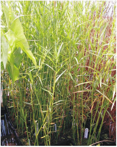 Three-way Sedge (Plants of Green Swamp Preserve) · iNaturalist