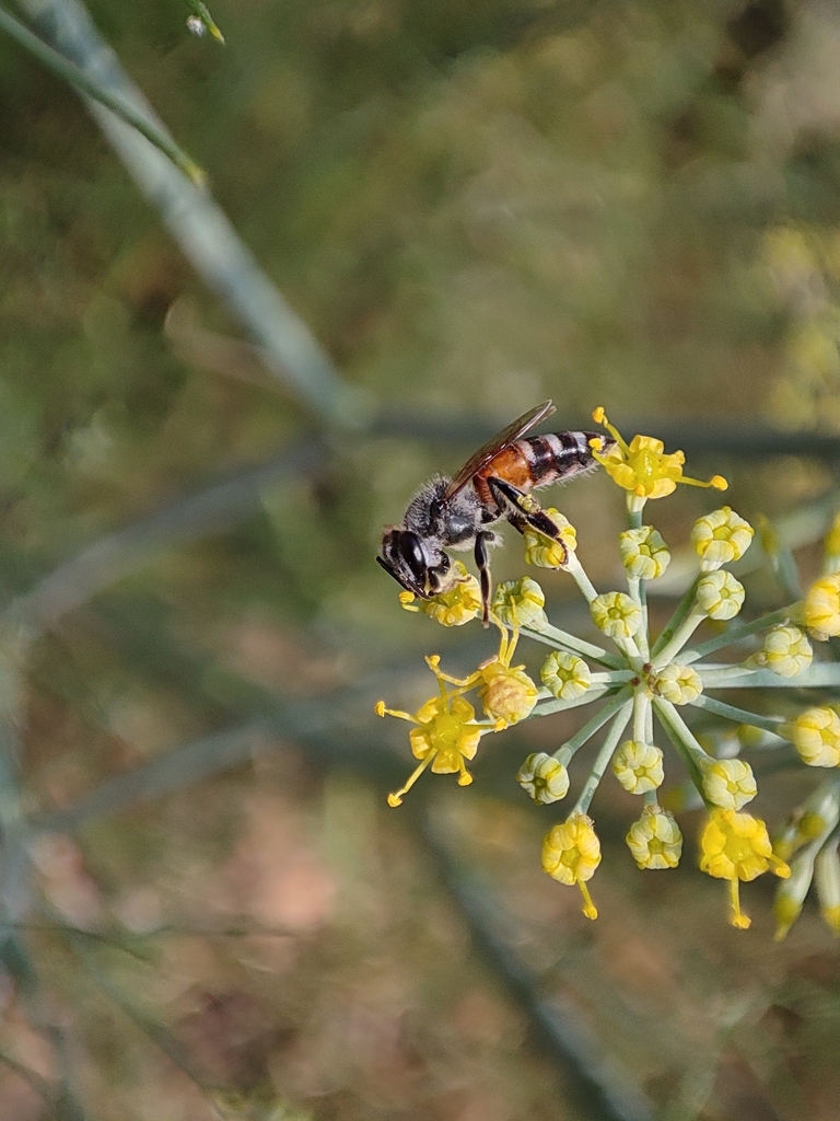 Red Dwarf Honey Bee from 4VQJ+5VV, JDA Colony, Bargi Hills, Jabalpur ...