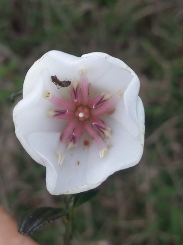 Rosa (Meriania involucrata) · NaturaLista Colombia