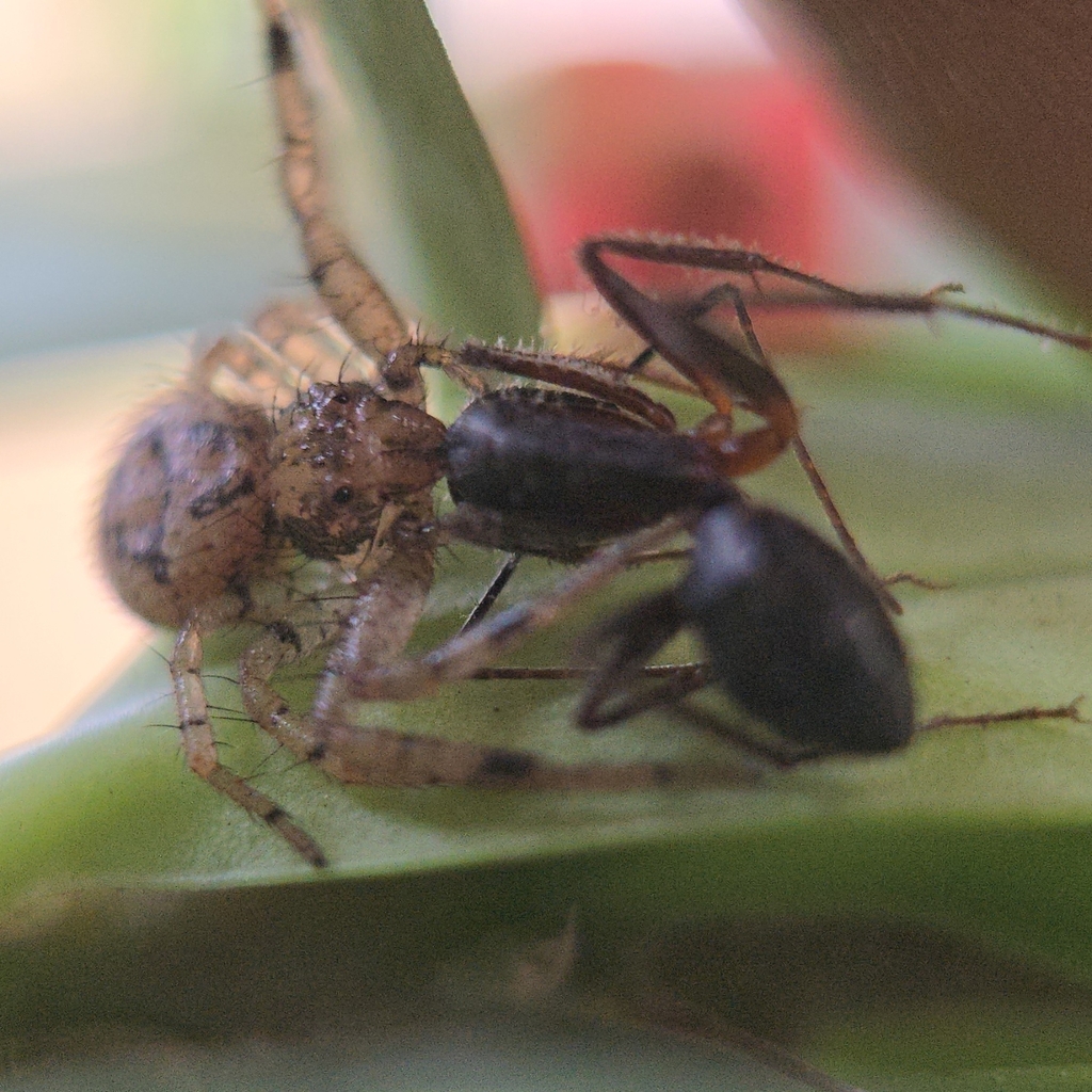 Indoxysticus from Dadar on March 30, 2024 at 01:25 PM by Soham Gajre ...